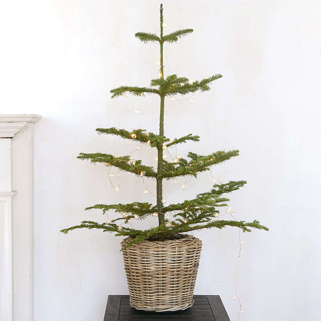 10 Easy Pieces: Tabletop Live Christmas Trees - Gardenista