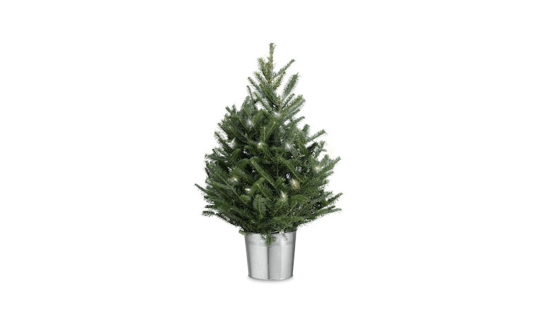 10 Easy Pieces: Tabletop Live Christmas Trees - Gardenista