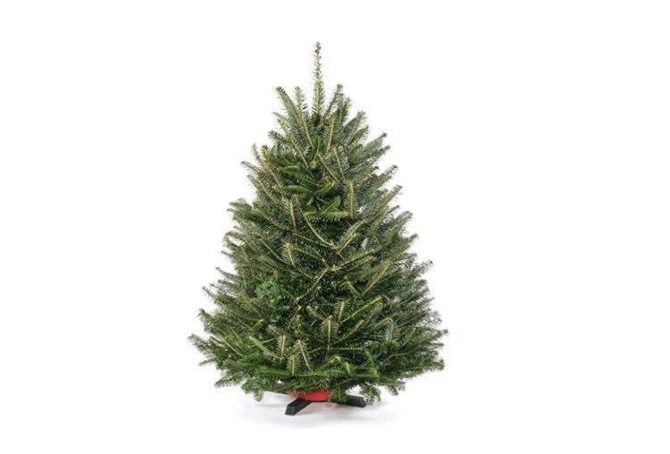 10 Easy Pieces: Tabletop Live Christmas Trees - Gardenista