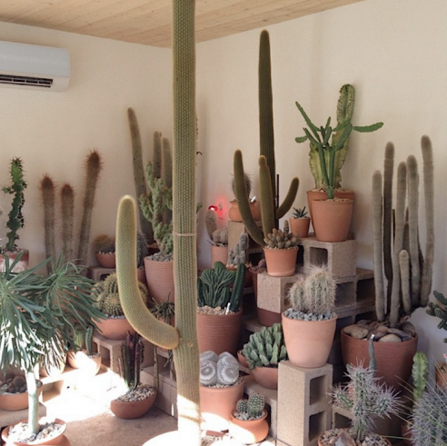Shopper's Diary: Cactus Store in Los Angeles - Gardenista