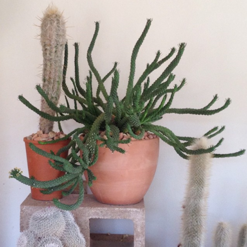 Shopper's Diary: Cactus Store in Los Angeles - Gardenista