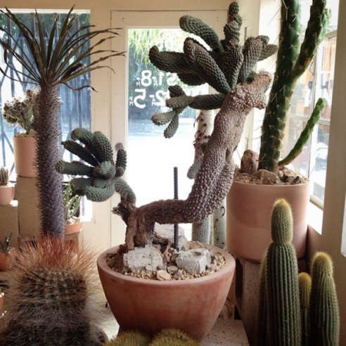 Shopper's Diary: Cactus Store in Los Angeles - Gardenista