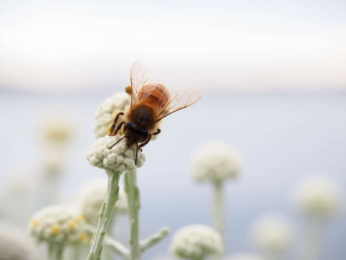 10 Easy Pieces: Gray Flowers - Gardenista