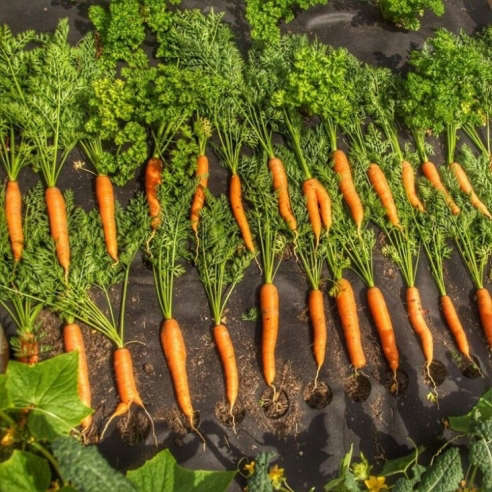 Magic Carpets: Instant Edible Gardens with Roll-out Seedsheets - Gardenista