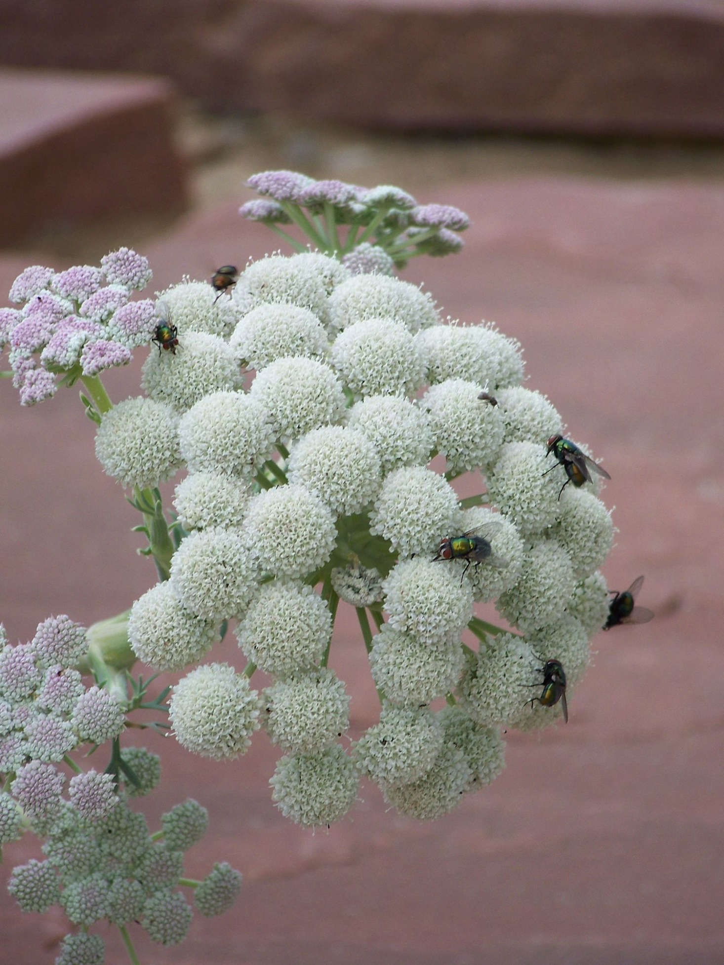 10 Easy Pieces: Gray Flowers - Gardenista
