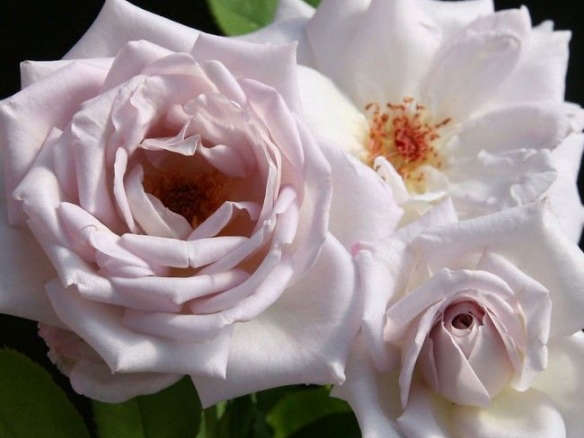 Browse the Heirloom Roses Retailer Collection on - Gardenista