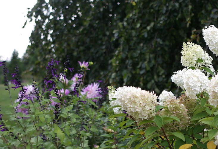 Landscaping 101: How to Tame Overgrown Shrubs - Gardenista