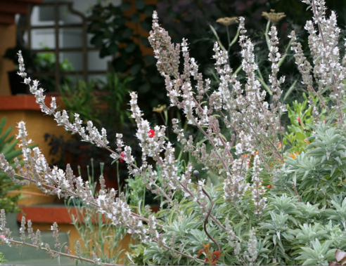 10 Easy Pieces: Gray Flowers - Gardenista