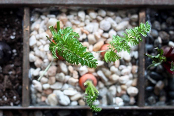 DIY: Grow an Indoor Compost Garden - Gardenista