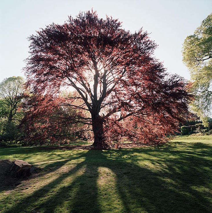 Specimen Trees: Are They Worth It? - Gardenista