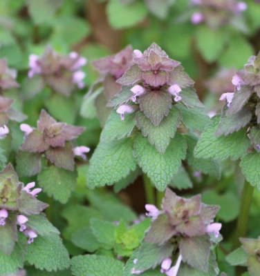 How to Successfully Grow Dead Nettles: A Field Guide to Planting, Care ...