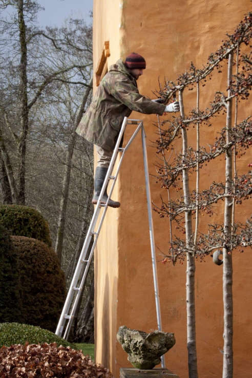 Landscaping 101: Pleached Trees - Gardenista