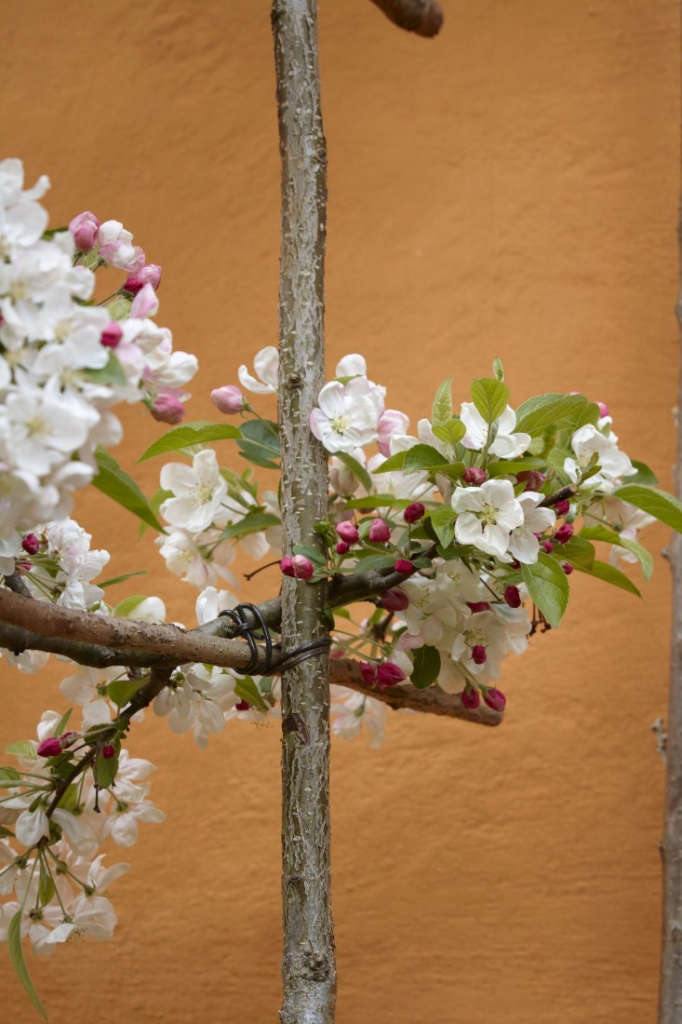 Landscaping 101: Pleached Trees - Gardenista