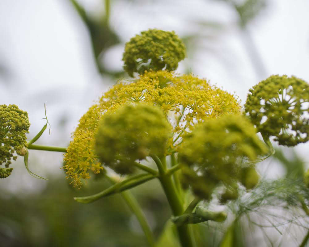 Spring Froth: Eye-Catching Umbels for the Flower Garden - Gardenista