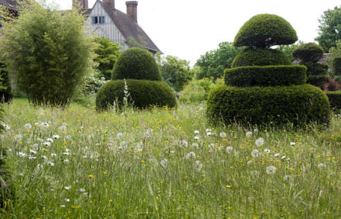 Specimen Trees: Are They Worth It? - Gardenista