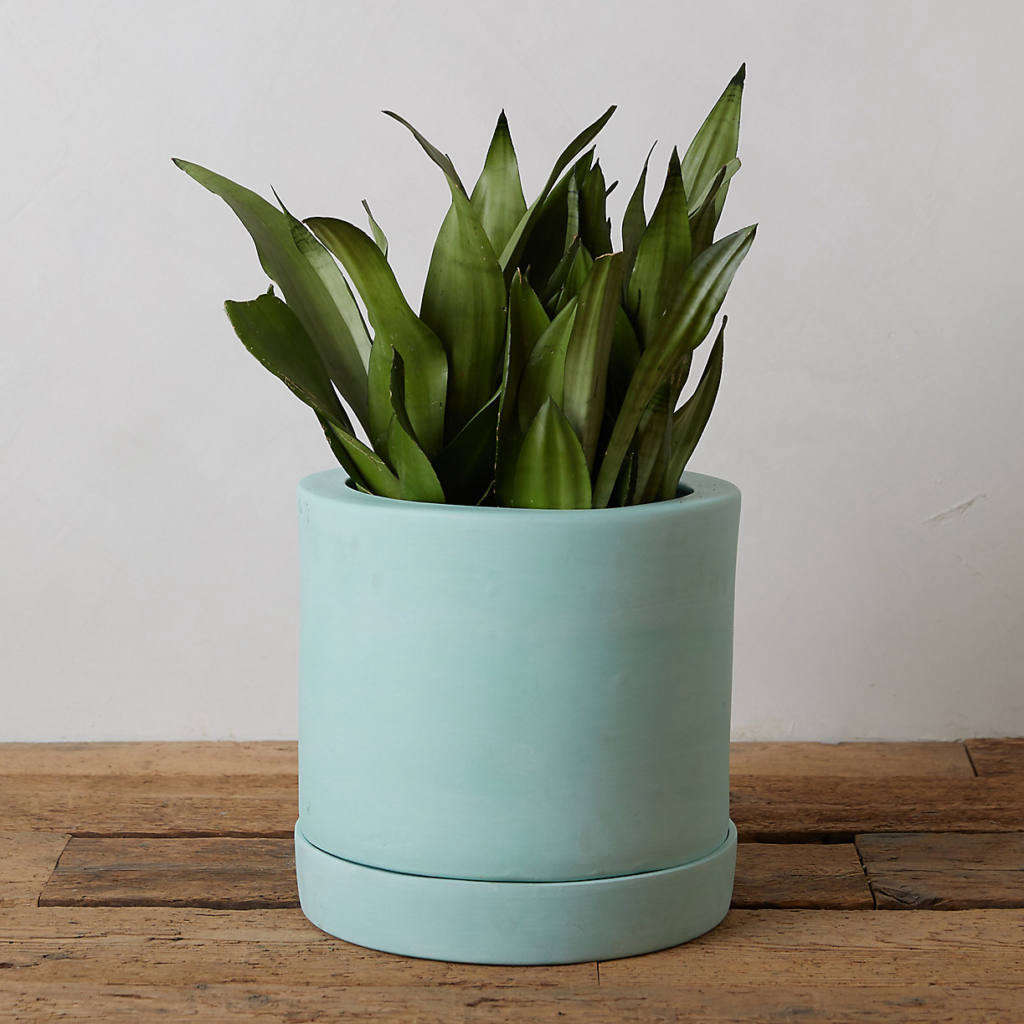 Pastel Planters: 5 Favorite Petal-Colored Pots - Gardenista