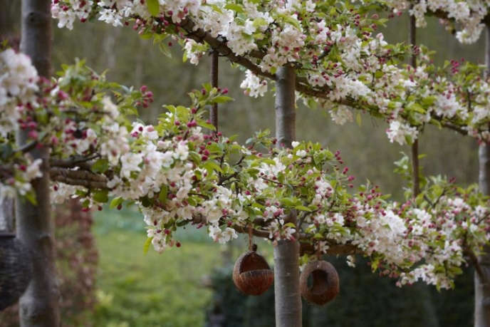 Hardscaping 101: Pleaching - Gardenista