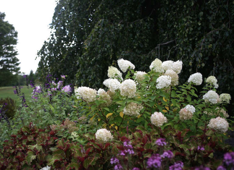 Gardening 101: Hydrangea macrophylla - Gardenista