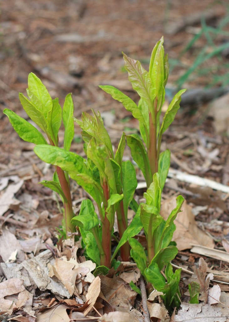 Pokeweed is an edible vegetable when it is still a young shoot