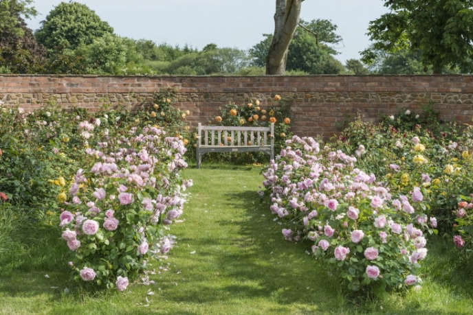 David Austin Roses: Visit the Shropshire Growing Fields