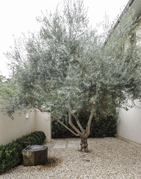 Olive Trees: Everything You Need to Know About Growing Them
