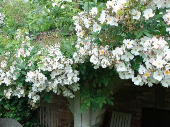 Browse the David Austin Roses Retailer Collection on - Gardenista