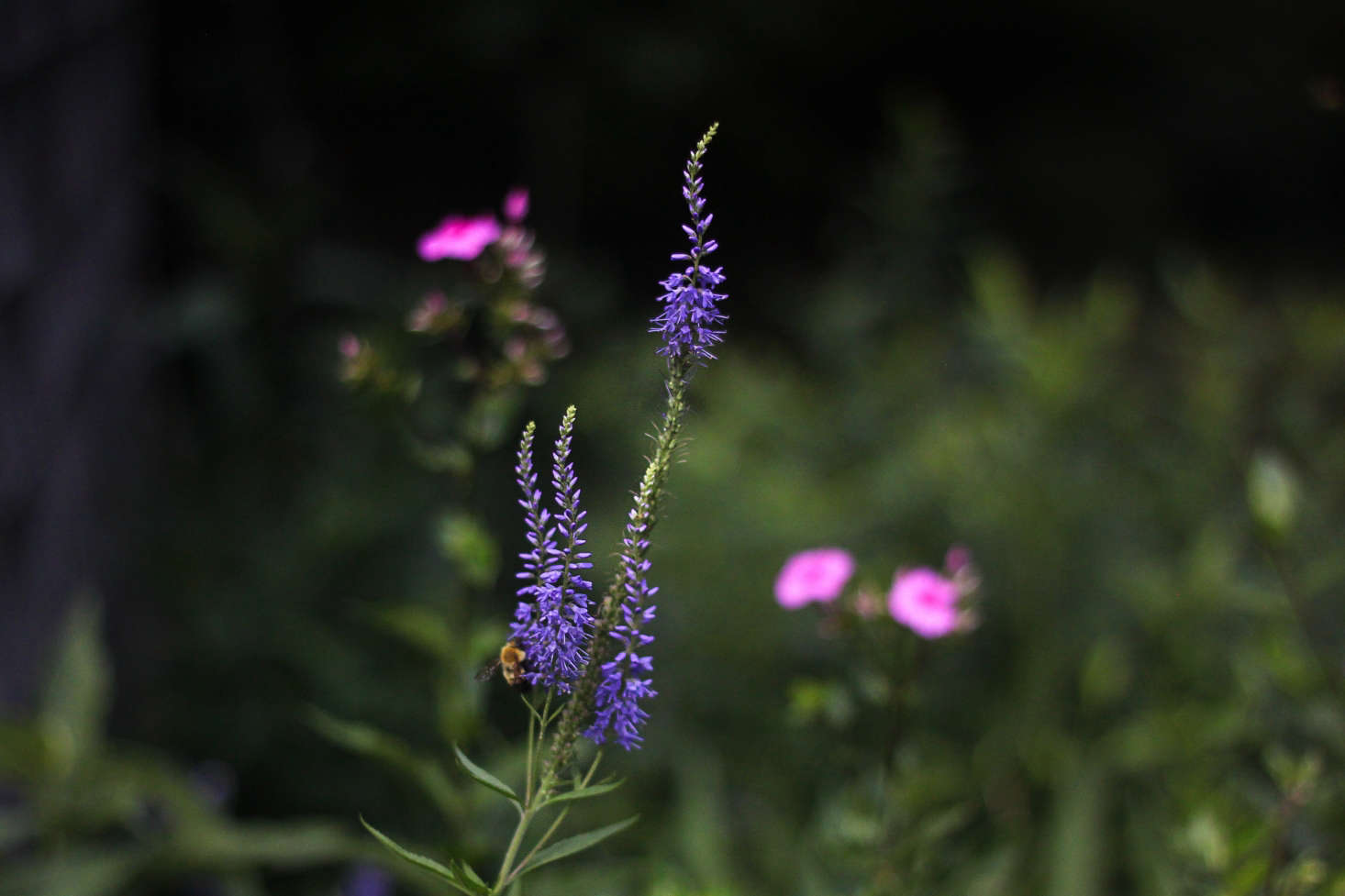 Veronica Flowers: How to Grow and Care for Speedwell