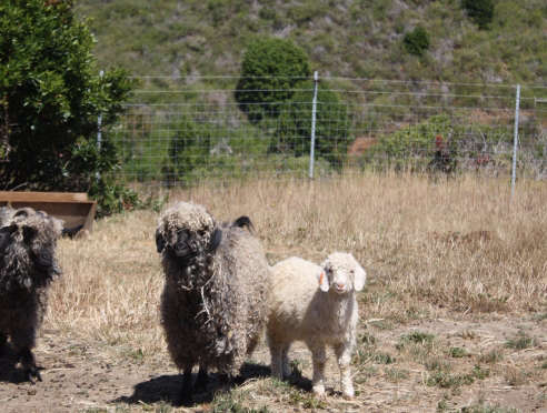 Behind the Scenes: A Visit to Spring Coyote Ranch in West Marin ...