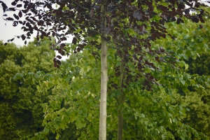 Gardening 101: Copper Beech - Gardenista