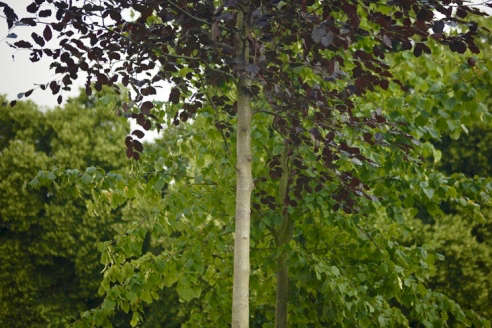 Gardening 101: Copper Beech - Gardenista