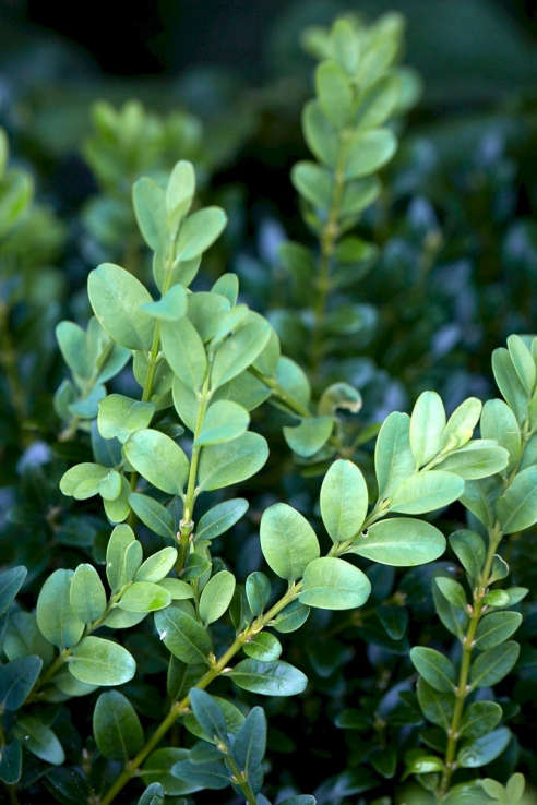 English Boxwood: Is It Worth It? - Gardenista