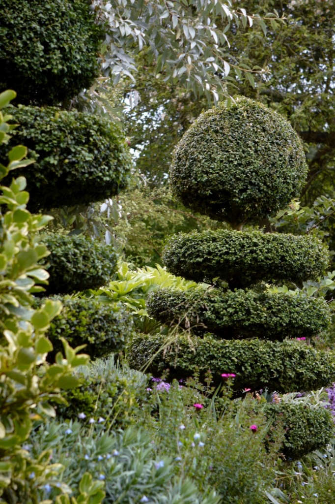 English Boxwood: Is It Worth It? - Gardenista