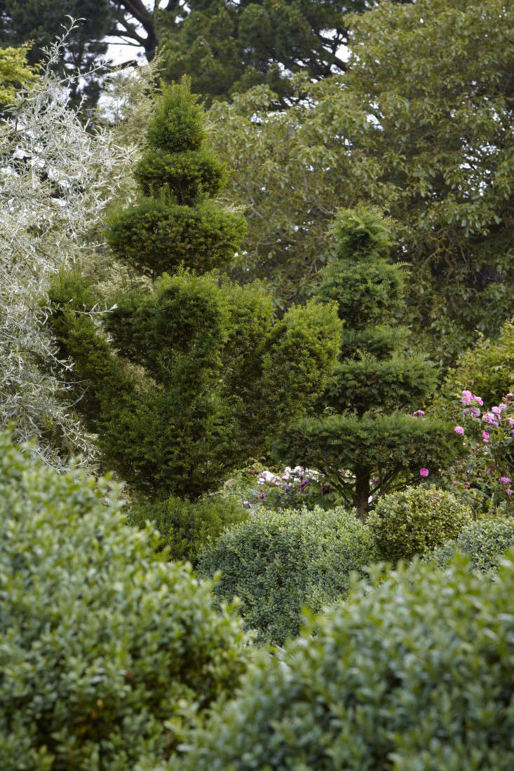Boxwood Topiaries: 6 Tips for Trimming Shrubs from Niwaki's Jake Hobson ...