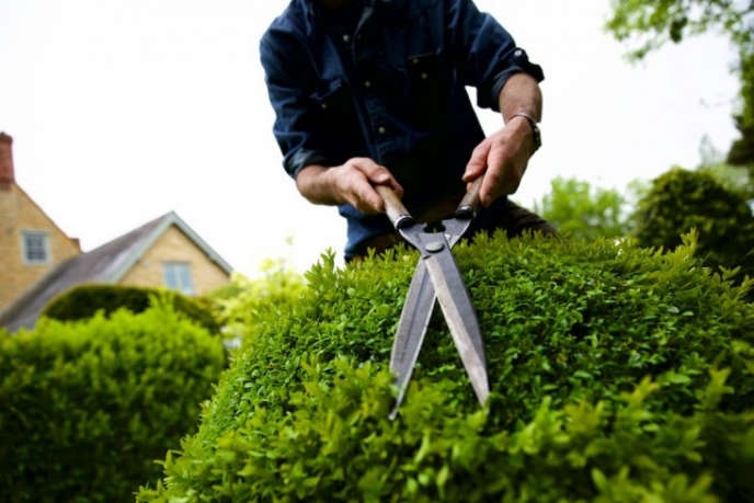 English Boxwood: Is It Worth It? - Gardenista
