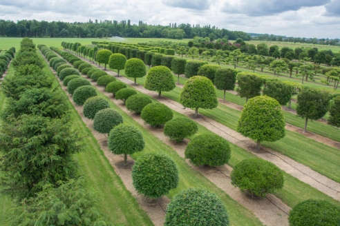 Specimen Trees: Are They Worth It? - Gardenista