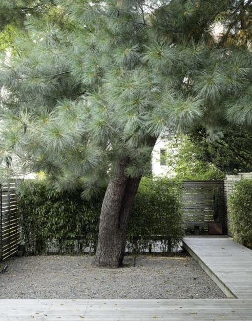 Specimen Trees: Are They Worth It? - Gardenista