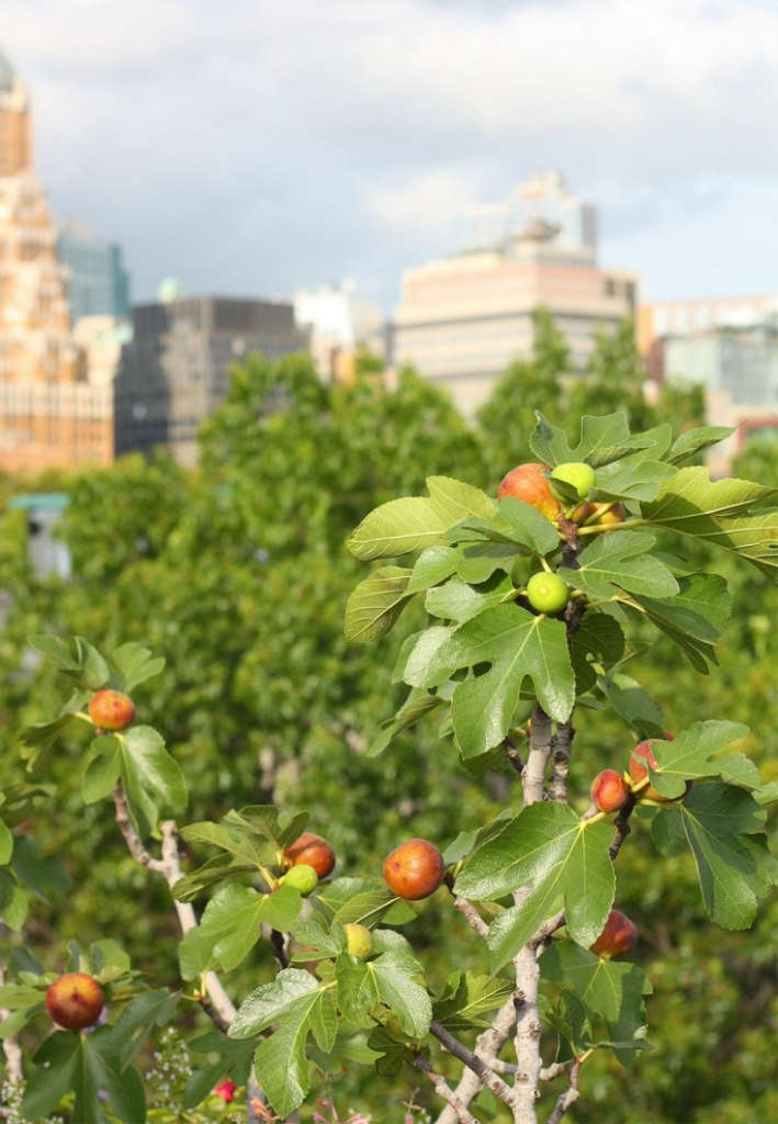 Gardening 101: Common Fig - Gardenista