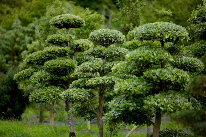 Specimen Trees: Are They Worth It? - Gardenista