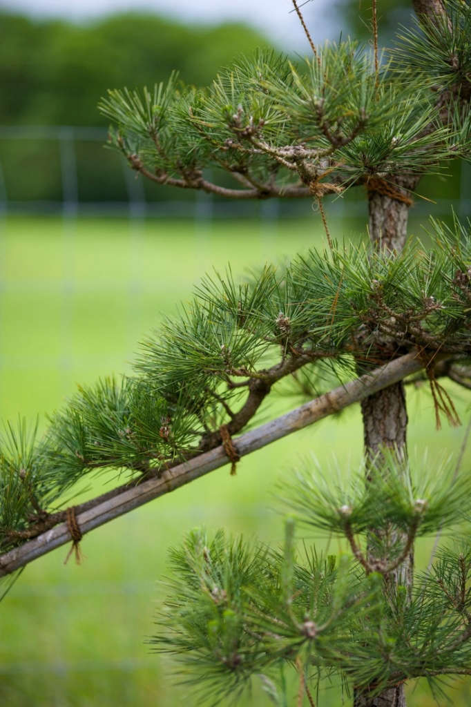 Specimen Trees: Are They Worth It? - Gardenista