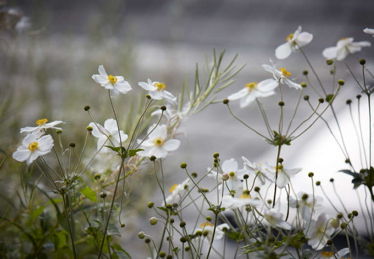 Jeanne Rostaing, Author at Gardenista