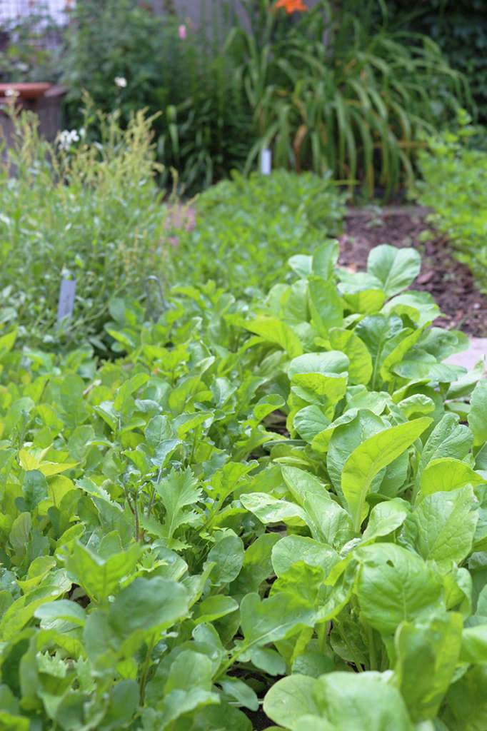 Gardening 101: Arugula - Gardenista