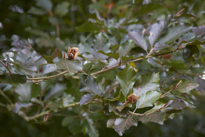 Gardening 101: Copper Beech - Gardenista