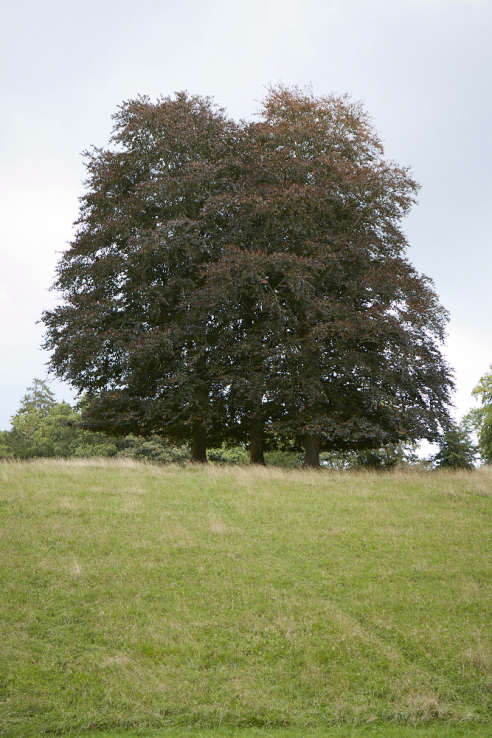 Gardening 101: Copper Beech - Gardenista