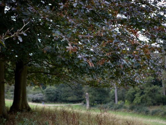 How to Successfully Grow Copper Beech Tree: A Field Guide to Planting ...