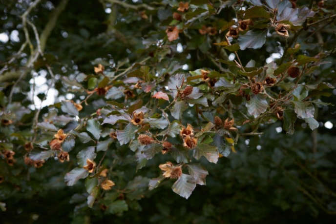 Gardening 101: Copper Beech - Gardenista