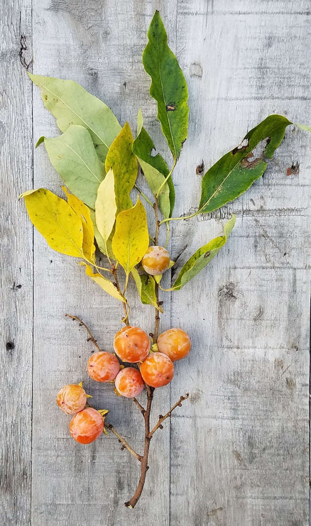 Sweet Season: Persimmons, from Fall through Frost - Gardenista