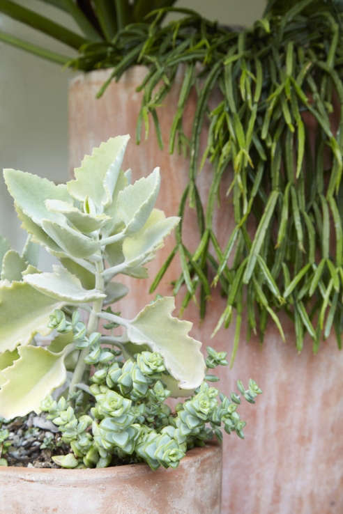 Landscape Designer Visit: At Home with Flora Grubb in Berkeley, CA ...