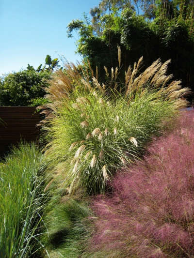 Architect Visit: A Hazy Landscape of Grasses in Santa Monica - Gardenista