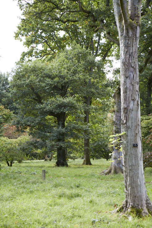 Gardening 101: Oak Trees - Gardenista