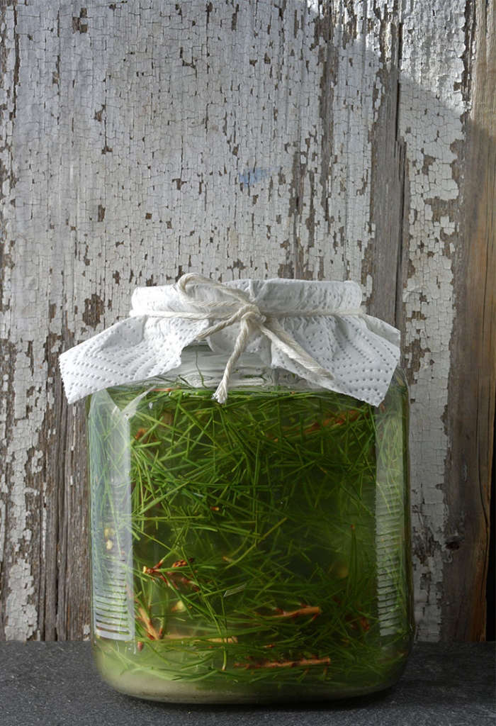 Gardenista Giveaway: The New Wildcrafted Cuisine by Pascal Baudar ...